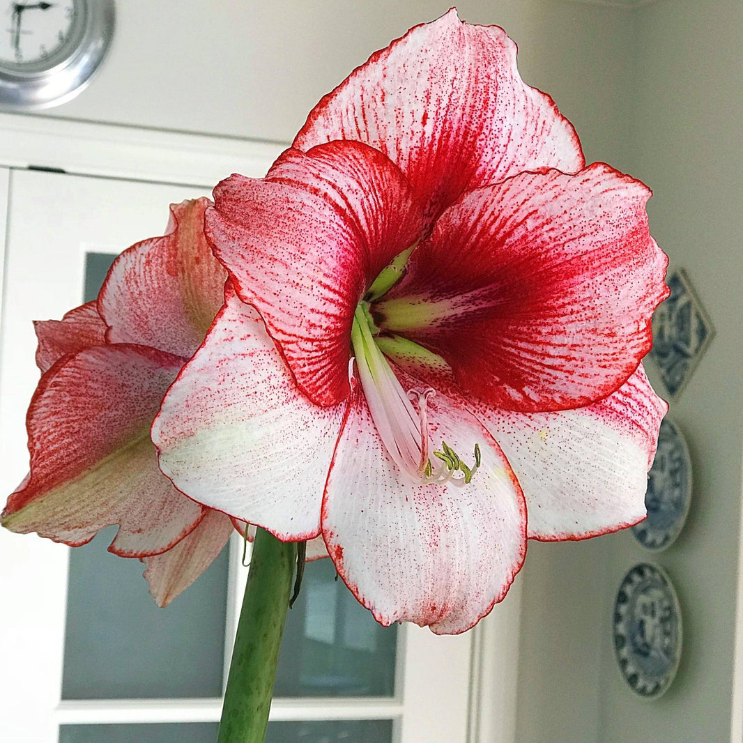 Amaryllis Bulbs for Sale Online | Easy to Grow™ – Easy To Grow Bulbs