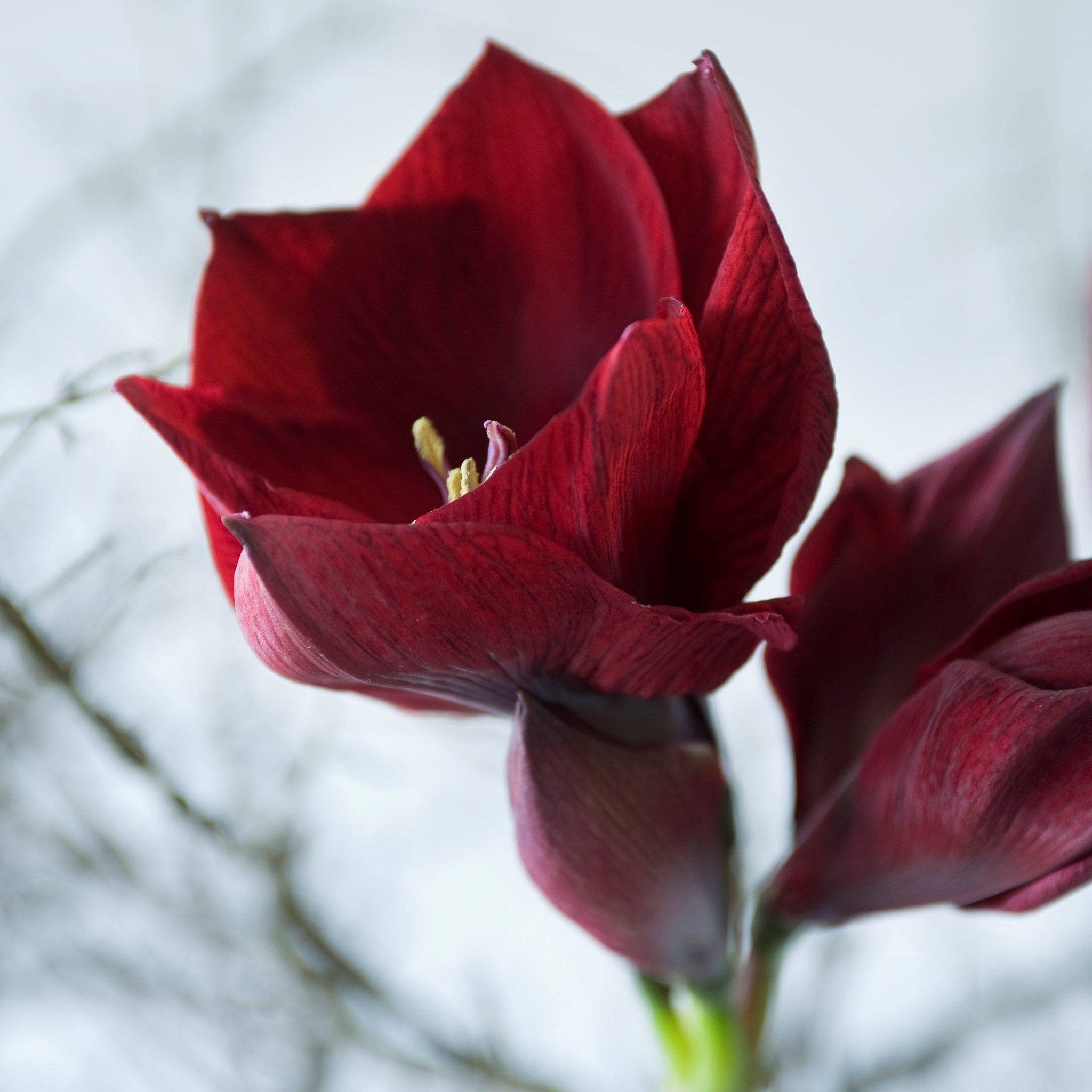 Deep Red Amaryllis Bulbs For Sale Online | Amaryllis Benfica – Easy To ...