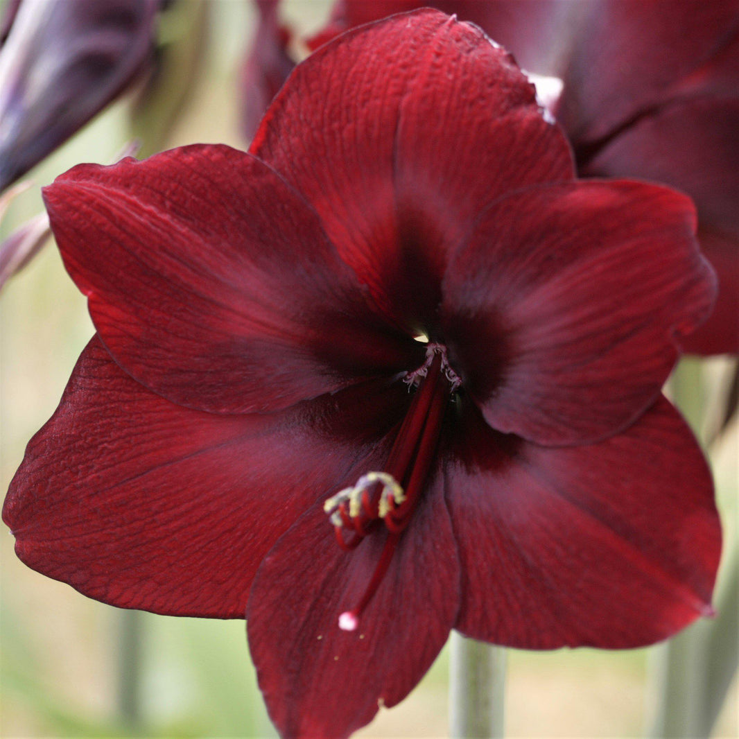Amaryllis Bulbs for Sale – Easy To Grow Bulbs
