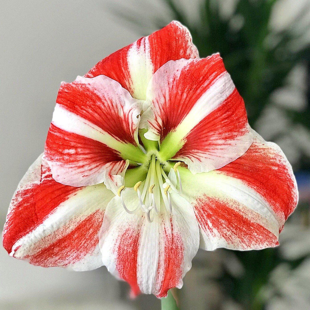 Amaryllis Bulbs – Easy To Grow Bulbs