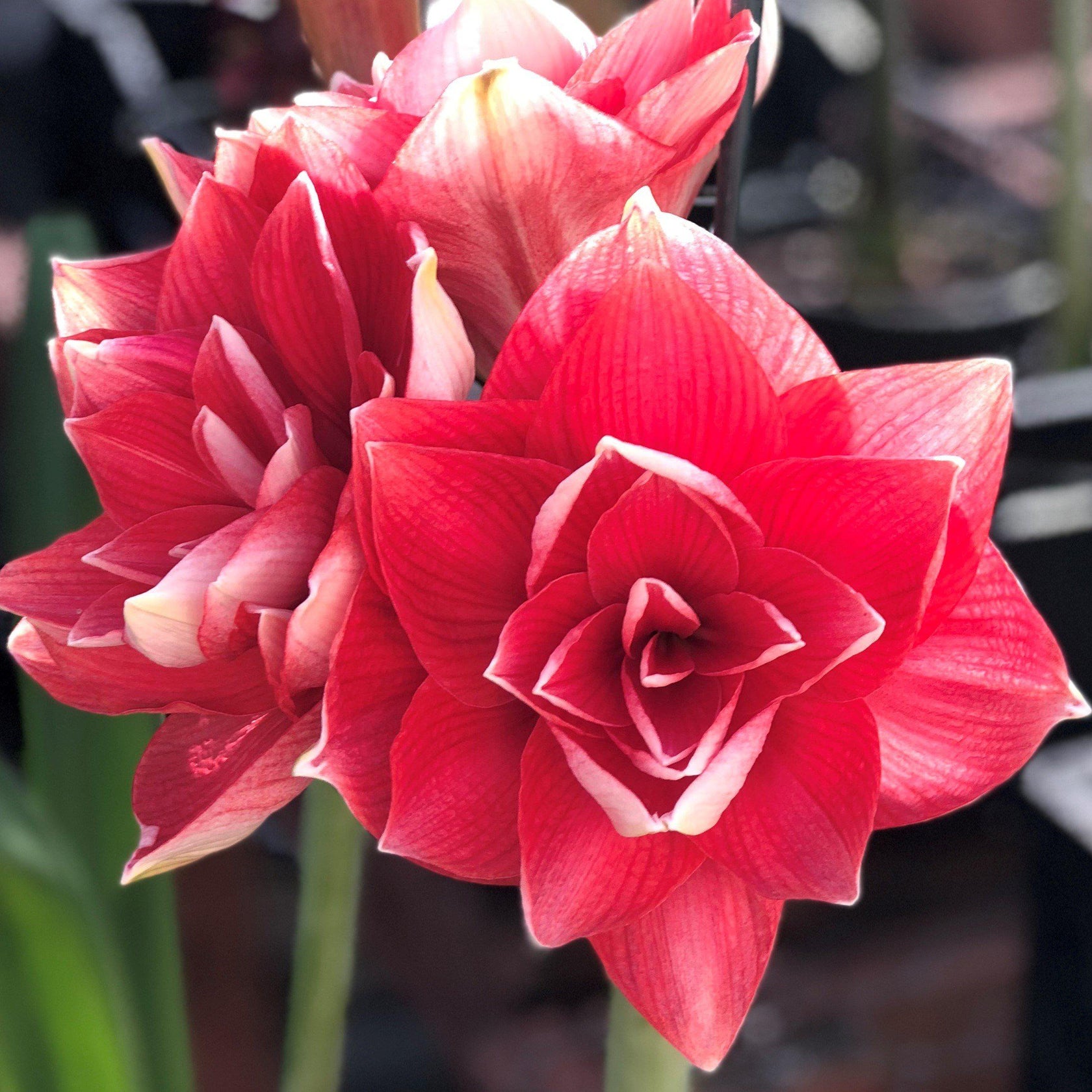 Pink Amaryllis Bulbs For Sale Online | Amaryllis Double Dream – Easy To ...