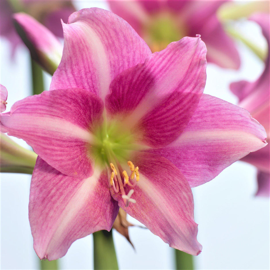 Amaryllis Bulbs – Easy To Grow Bulbs