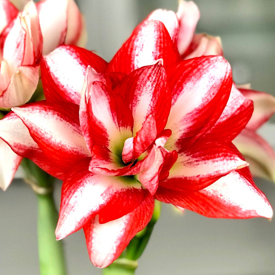 Amaryllis Bulbs for Sale – Easy To Grow Bulbs