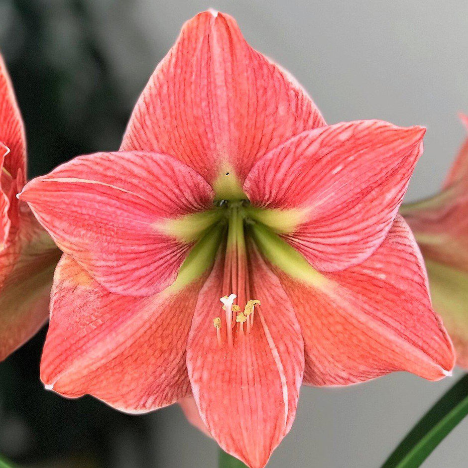 Amaryllis Bulbs – Easy To Grow Bulbs
