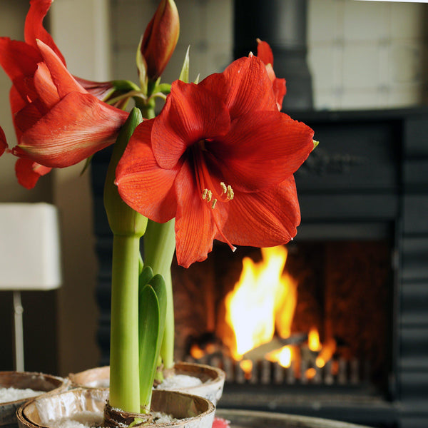 Red Amaryllis Bulbs for Sale Online | Ferrari Red – Easy To Grow Bulbs