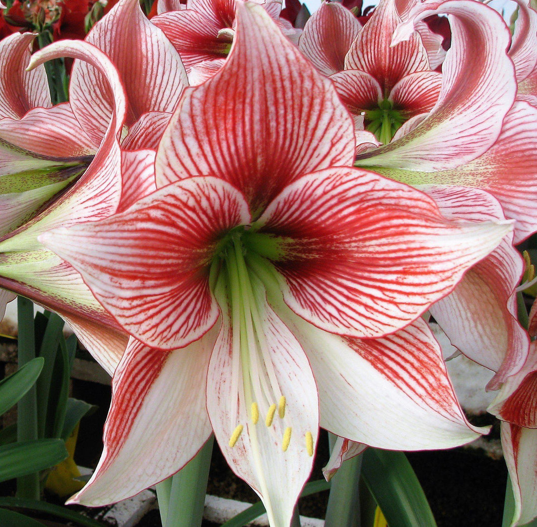 Amaryllis Bulbs – Easy To Grow Bulbs