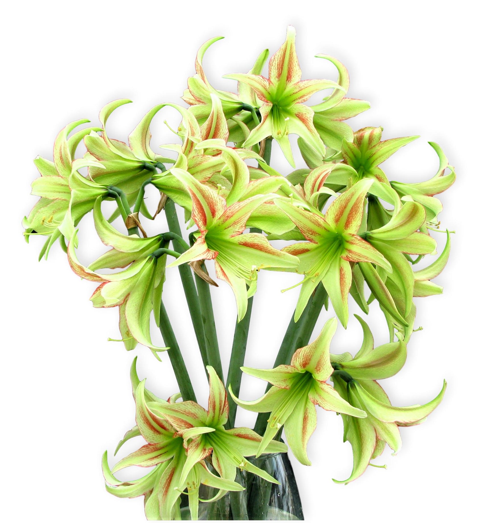 Yellow Green Amaryllis Bulbs For Sale | Amaryllis Lime Flare – Easy To ...