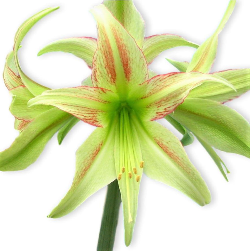 Yellow Green Amaryllis Bulbs For Sale | Amaryllis Lime Flare – Easy To ...