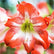 Red & White Amaryllis Bulbs for Sale | Candy Cane Collection – Easy To ...
