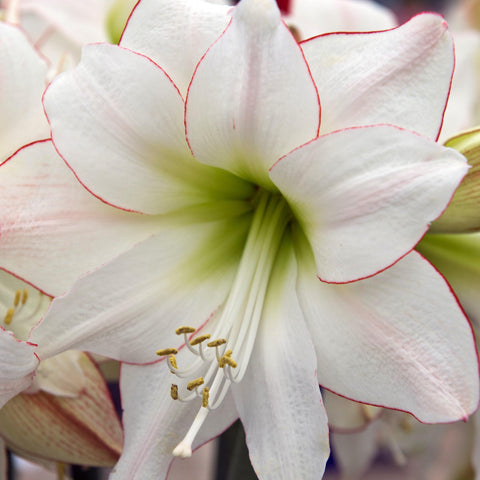 Amaryllis Planting & Growing Guide – Easy To Grow Bulbs