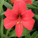 Cherry Pink Amaryllis Bulbs For Sale | Amaryllis Pink Pizzazz – Easy To ...