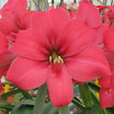 Cherry Pink Amaryllis Bulbs For Sale | Amaryllis Pink Pizzazz – Easy To ...