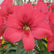 Cherry Pink Amaryllis Bulbs For Sale | Amaryllis Pink Pizzazz – Easy To ...