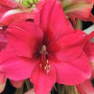 Bright Pink Amaryllis Bulbs For Sale | Amaryllis Pink Surprise – Easy ...
