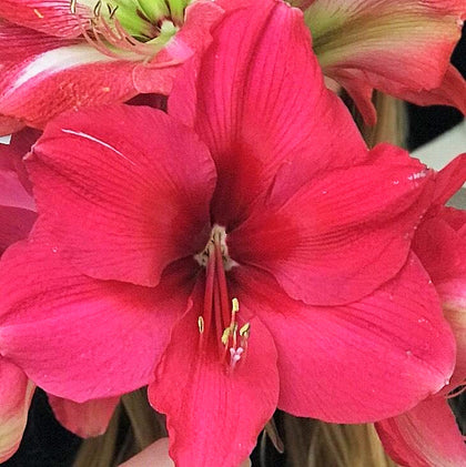 Bright Pink Amaryllis Bulbs For Sale | Amaryllis Pink Surprise – Easy ...
