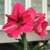 Bright Pink Amaryllis Bulbs For Sale | Amaryllis Pink Surprise – Easy ...