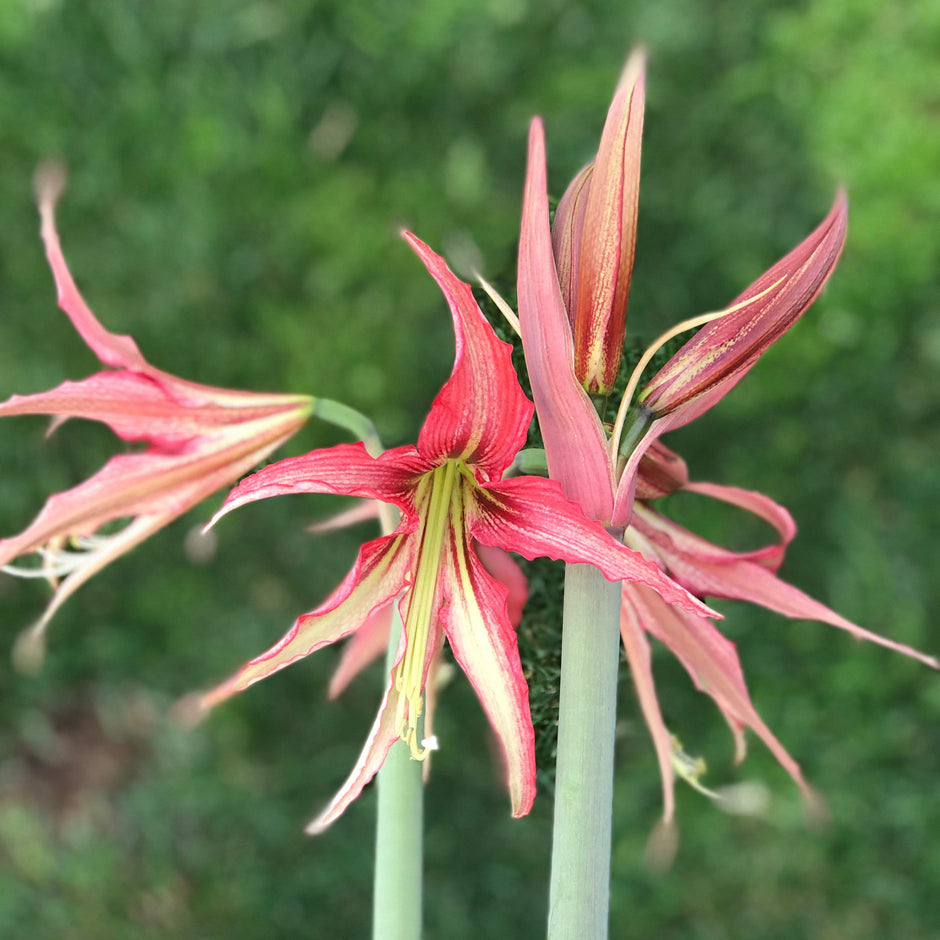 Amaryllis Bulbs for Sale Online | Easy to Grow™ – Easy To Grow Bulbs