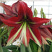 Wine Red & Green Star Amaryllis Bulbs For Sale | Ruby Star – Easy To ...
