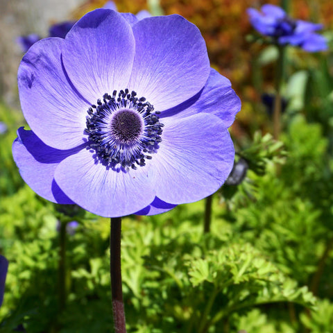 Get Italian Anemones Online - Easy to Grow Bulbs – Easy To Grow Bulbs