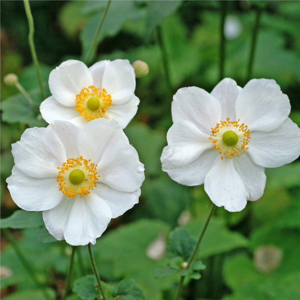Anemone Planting & Growing Guide – Easy To Grow Bulbs