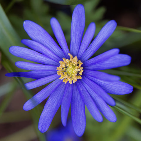 Anemone Planting & Growing Guide – Easy To Grow Bulbs