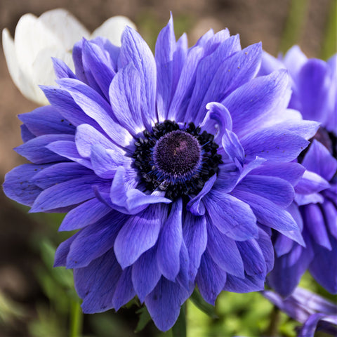 Clear Violet-Blue Anemone Bulbs for Sale Online | Blue Poppy – Easy To ...