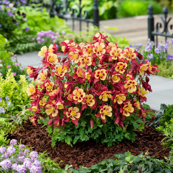 Stunning Starter Plant For Sale Online | Columbine (Aquilegia) – Easy ...