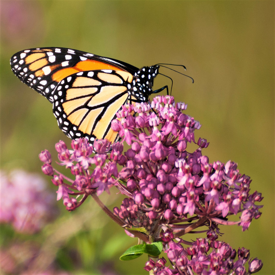 Asclepias (Butterfly Weed & Milkweed) – Easy To Grow Bulbs