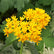 Asclepias Tuberosa Hello Yellow Bareroot Butterfly Weed – Easy To Grow ...