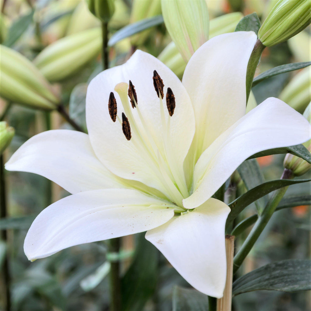 Asiatic Lily Lovely Ladies