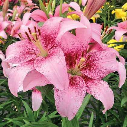 New Pink Tango Lily Bulbs For Sale Online | Asiatic Pink Brush – Easy ...
