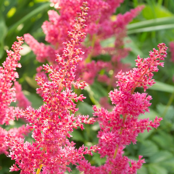 Astilbe Planting Guide – Easy To Grow Bulbs