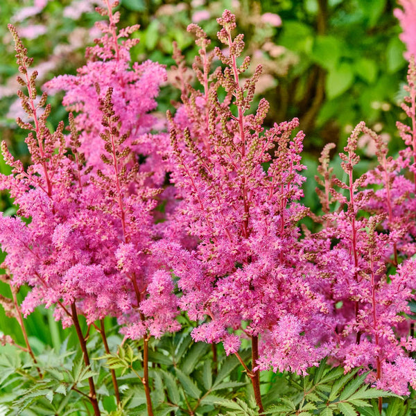 Astilbe Planting Guide – Easy To Grow Bulbs