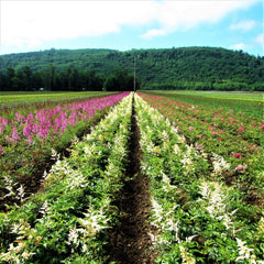 Ivory Astilbe Bare Root Plants for Sale Online | Bridal Veil – Easy To ...