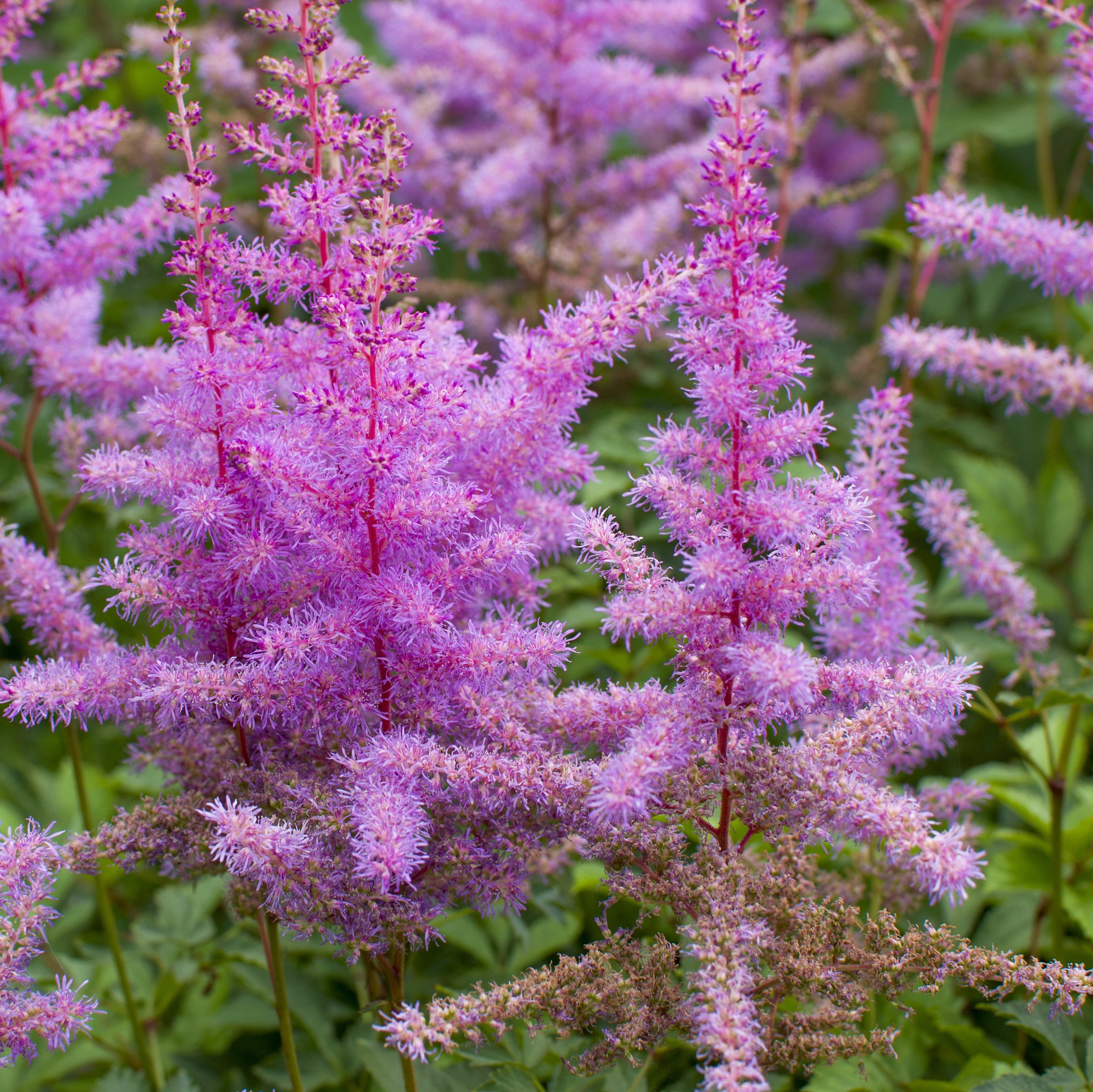 Extraordinary Astilbe Bare Root Plants for Sale | Purple Lance – Easy ...