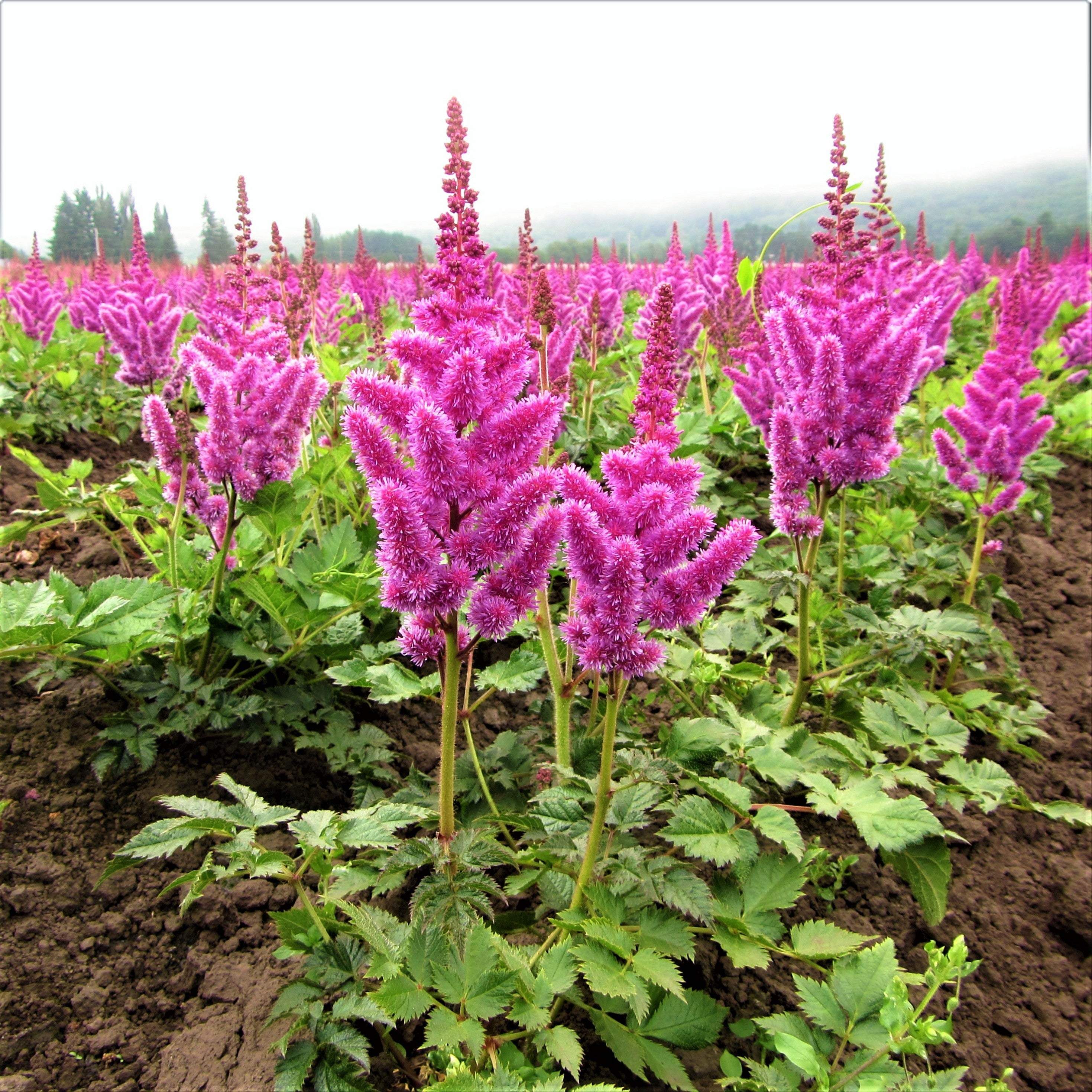 Raspberry Pink Astilbe Bare Root Plants for Sale Online | Vision – Easy ...