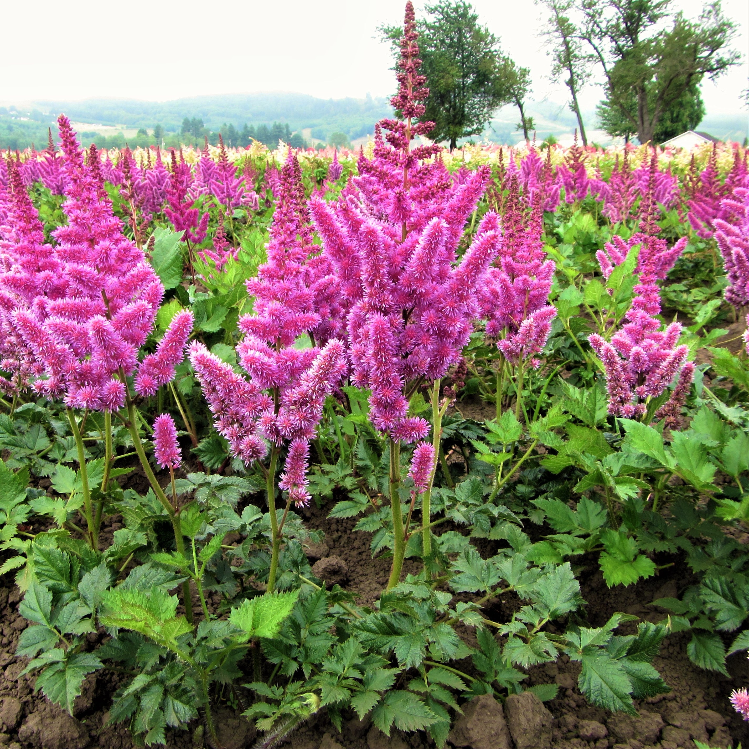 Raspberry Pink Astilbe Bare Root Plants for Sale Online | Vision – Easy ...
