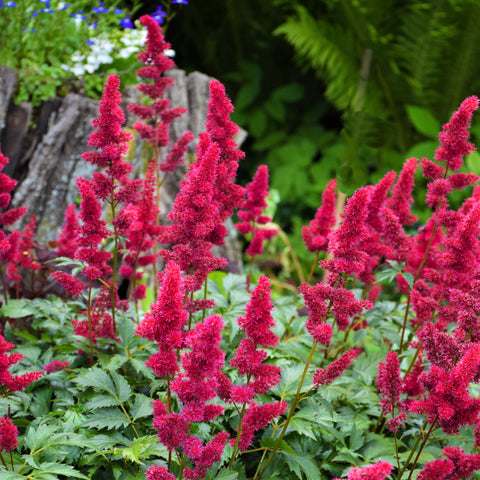 Astilbe Planting Guide – Easy To Grow Bulbs