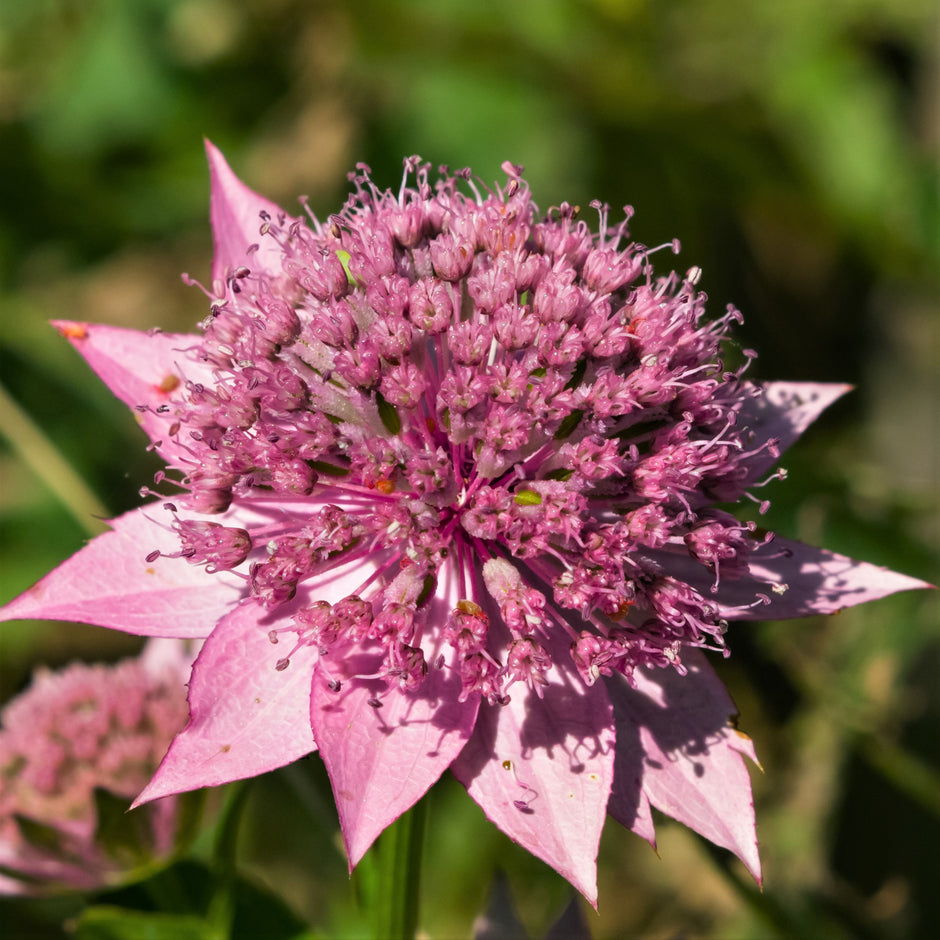 Astrantia Bulbs for Sale – Easy To Grow Bulbs