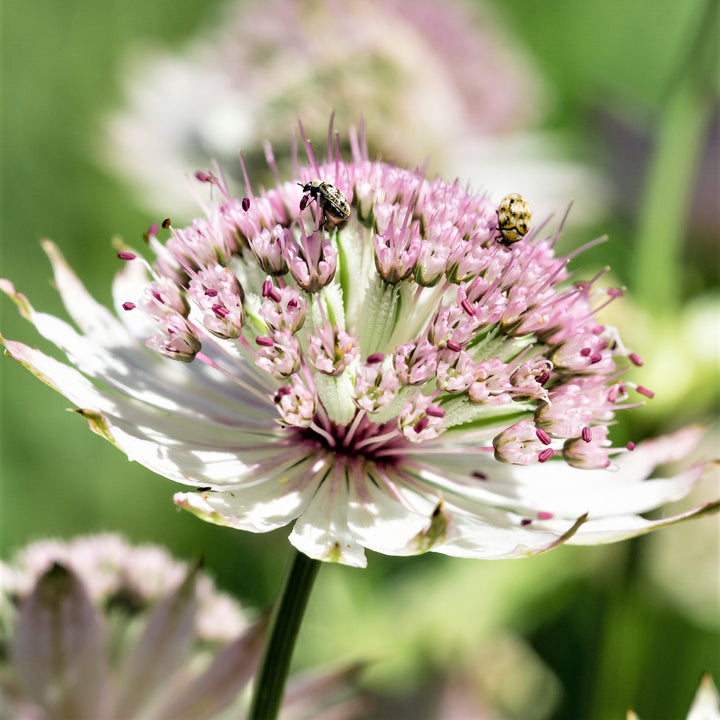 Astrantia Bulbs for Sale – Easy To Grow Bulbs