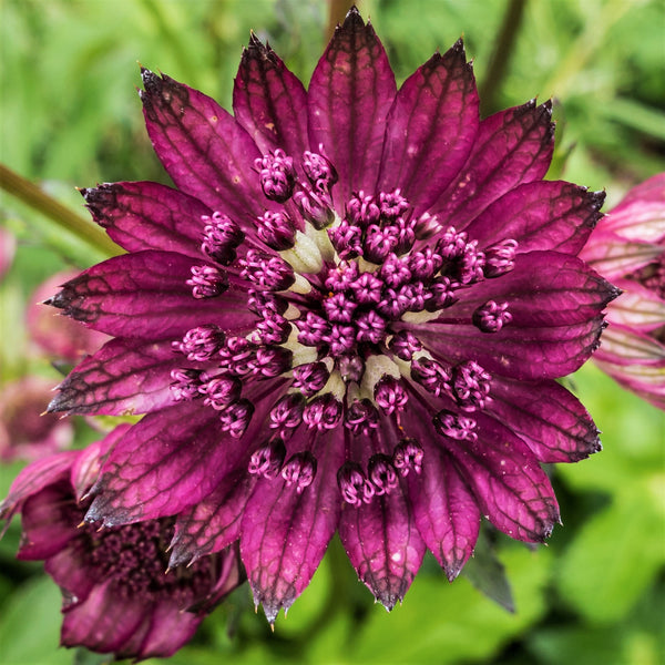 Astrantia Planting & Growing Guide – Easy To Grow Bulbs