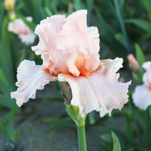 Pink & Orange Reblooming Bearded Iris October Splendor Bulbs – Easy To ...