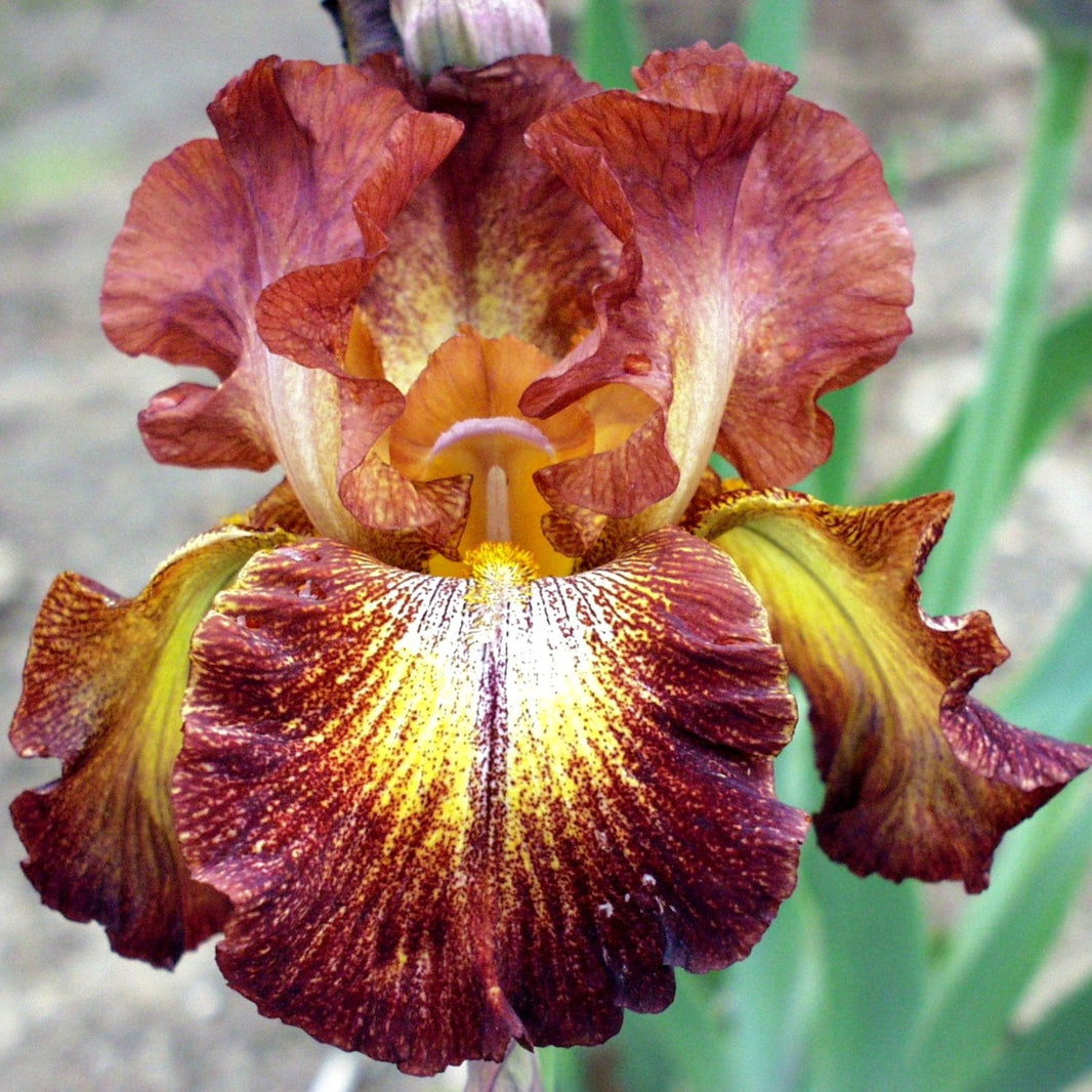Easy to Grow Re-Blooming Bearded Iris Bulbs - Drought Tolerant – Page 2 ...