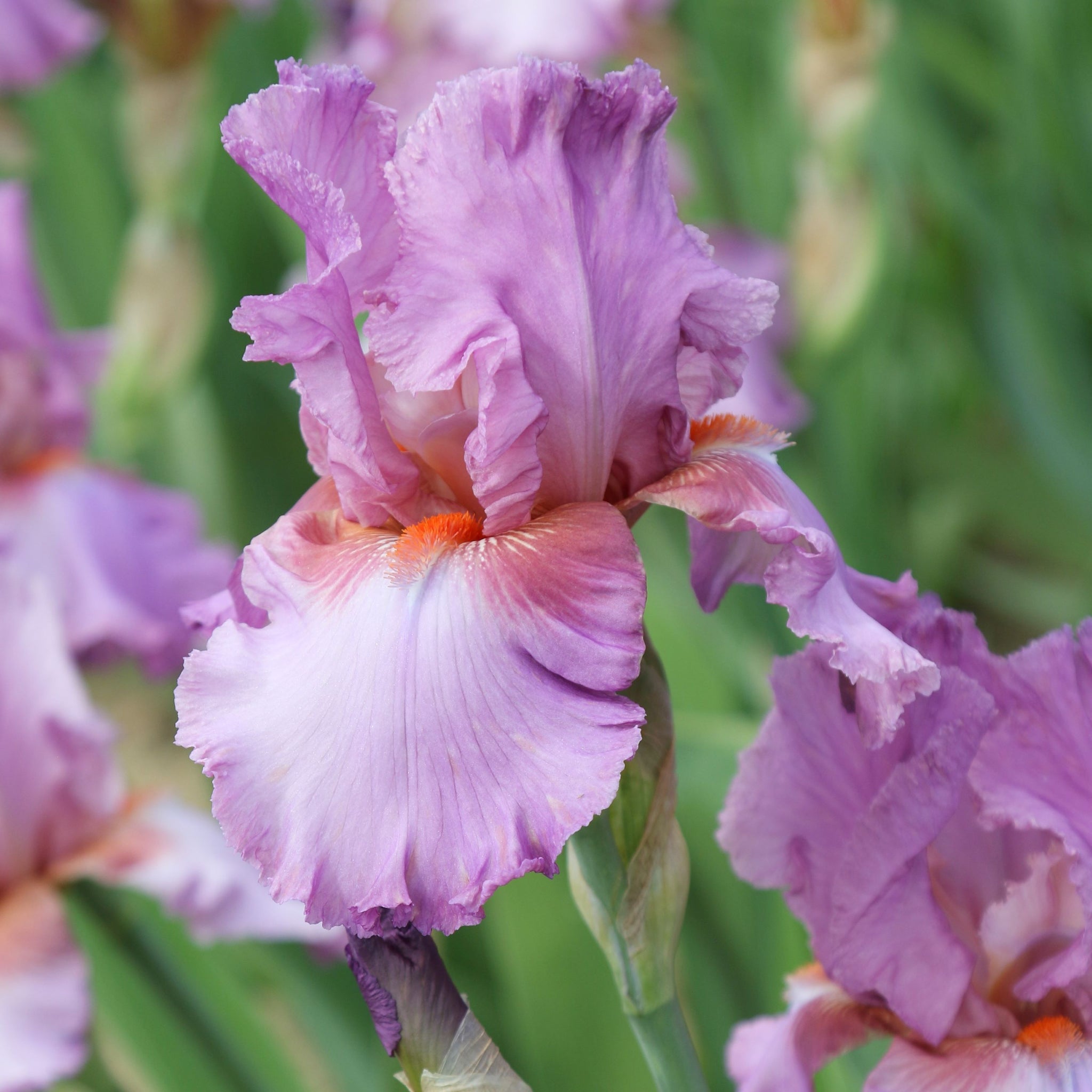 Easy to Grow Purple Bearded Iris Persian Berry Rhizomes – Easy To Grow ...