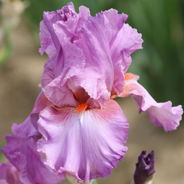Easy to Grow Purple Bearded Iris Persian Berry Rhizomes – Easy To Grow ...