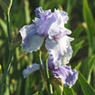 Lavender and White Reblooming Bearded Iris Rio Vista Rhizomes – Easy To ...