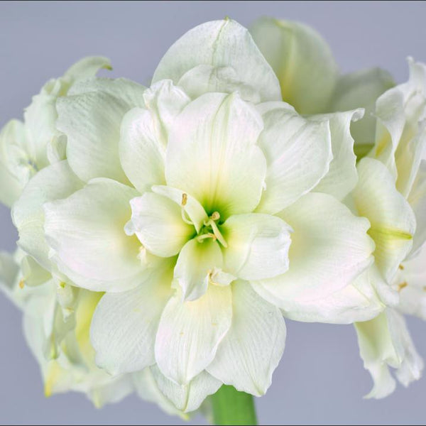 White Amaryllis Bulbs For Sale Online | Amaryllis Snow Drift – Easy To ...