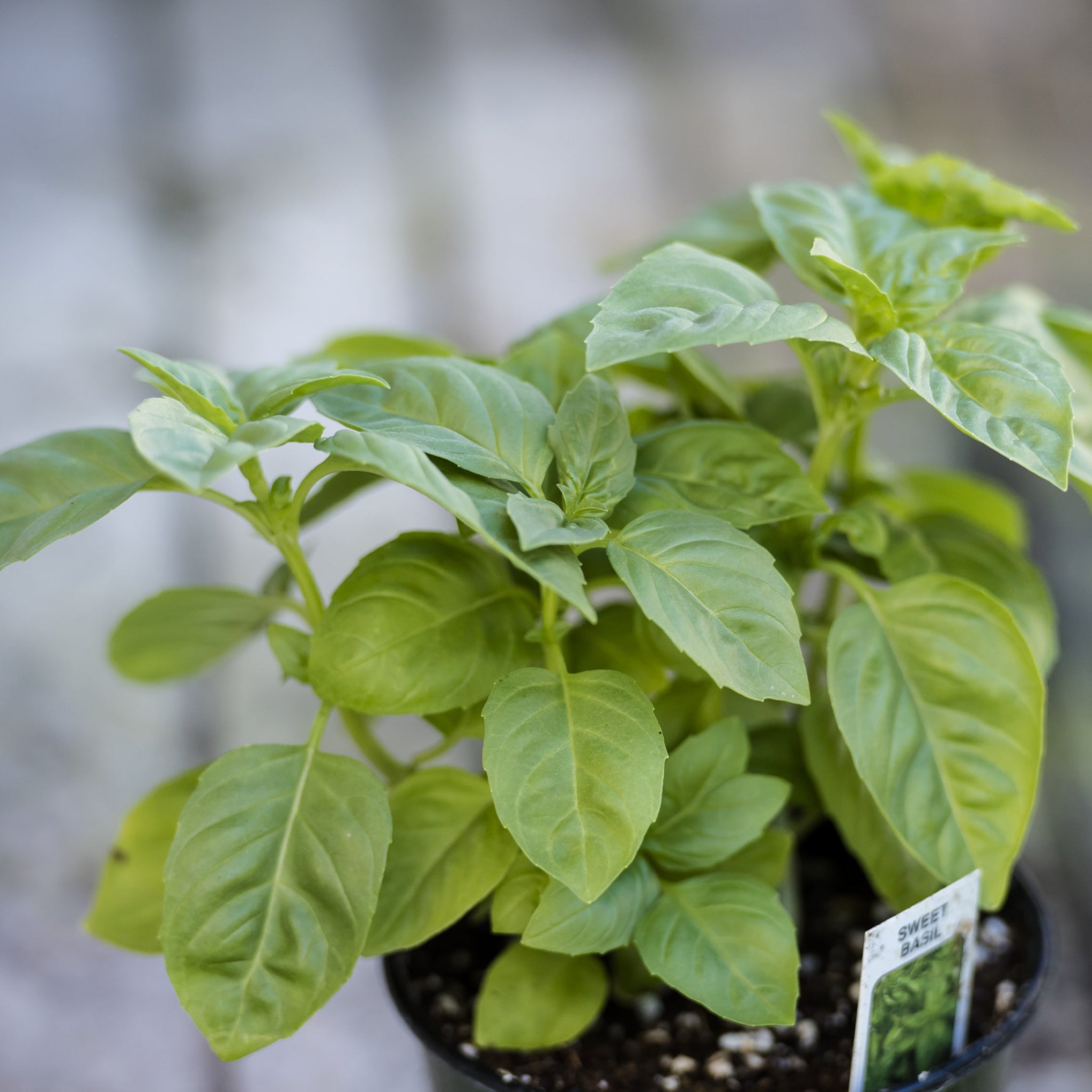 Genovese Italian Sweet Basil 2 Pack – Easy To Grow Bulbs
