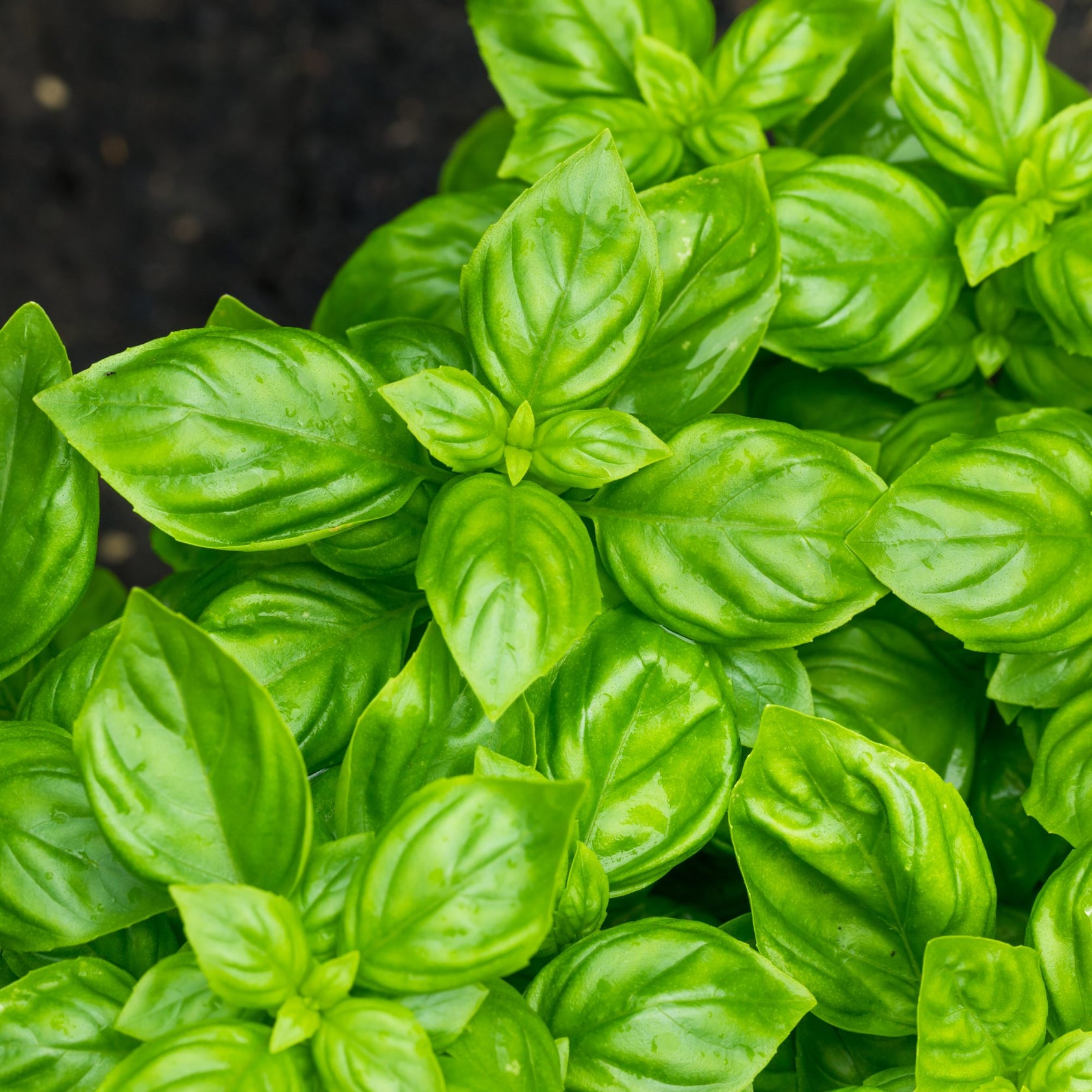 Genovese Italian Sweet Basil 2 Pack – Easy To Grow Bulbs