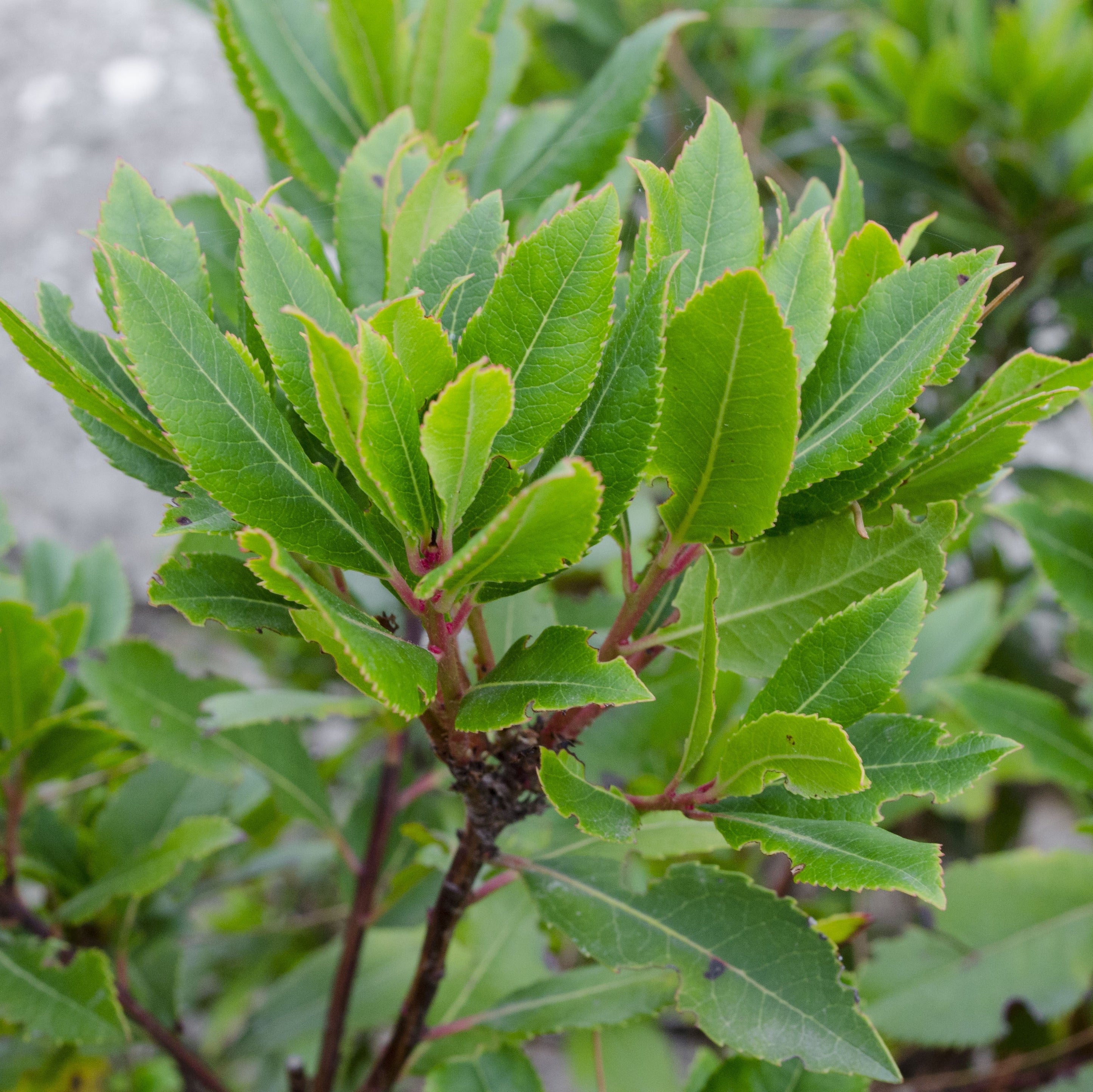 Bay Laurel Potted Plants For Sale | Sweet Bay – Easy To Grow Bulbs